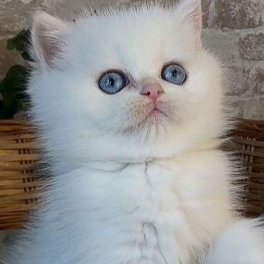 Британские котята золотая шиншилла