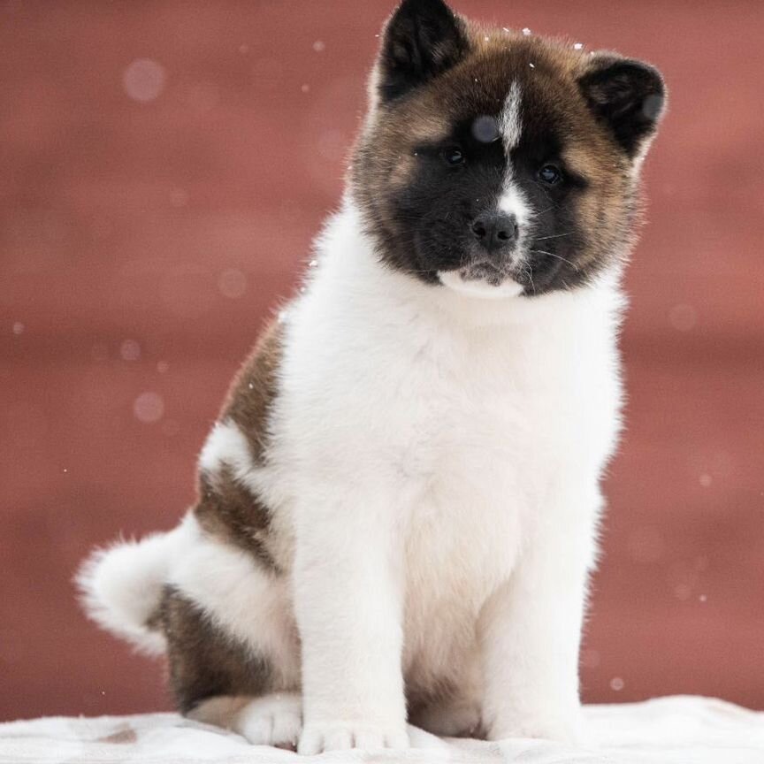 Американская акита, щенок