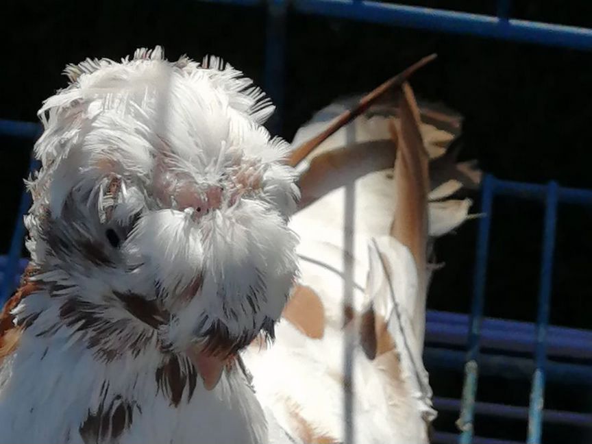 Голуби узбекские двухчубые