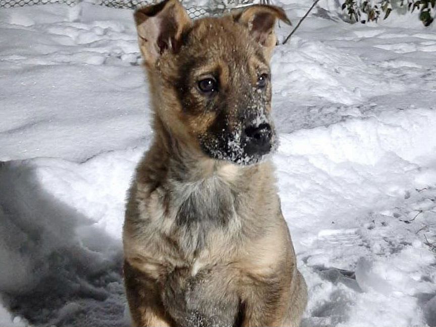 Ханни спасли от жестоких хозяев