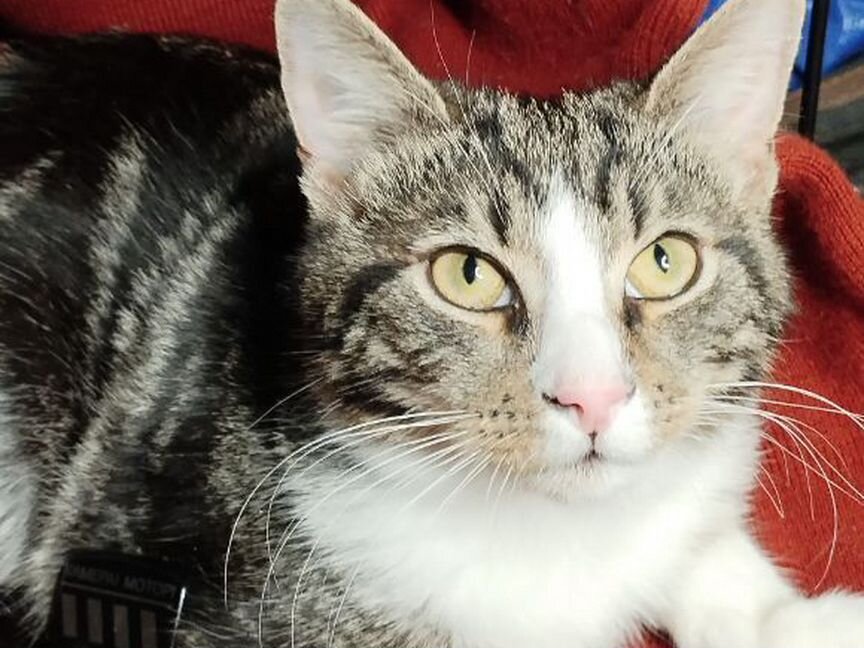 Котенок хочет в семью