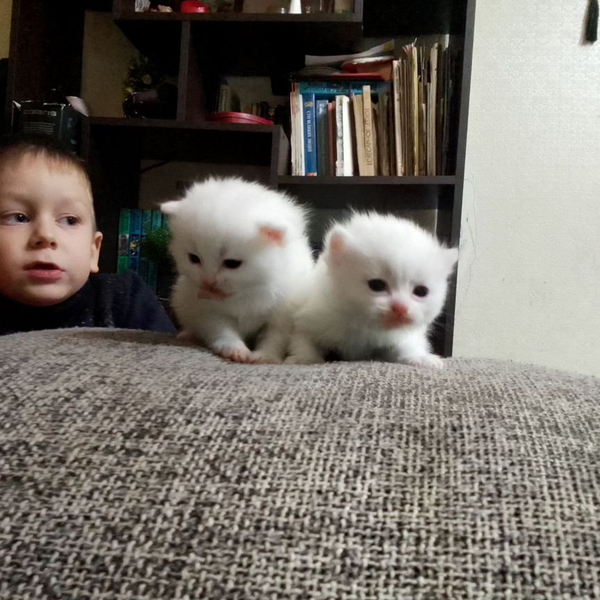 Сибирские белоснежные котята