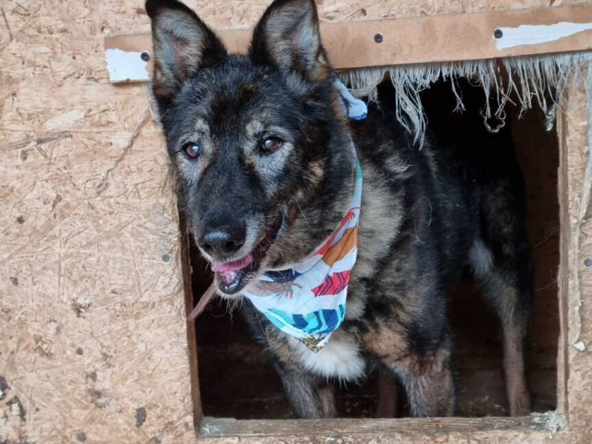 Беззубому старичку тяжело в приюте