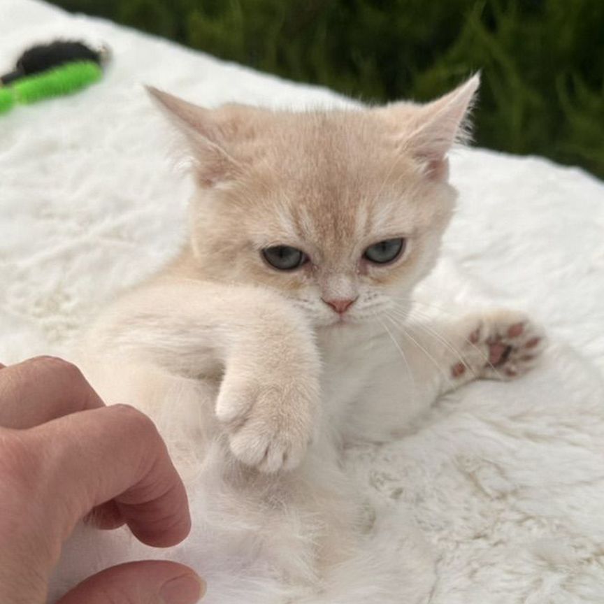 Лиловое золото мальчик