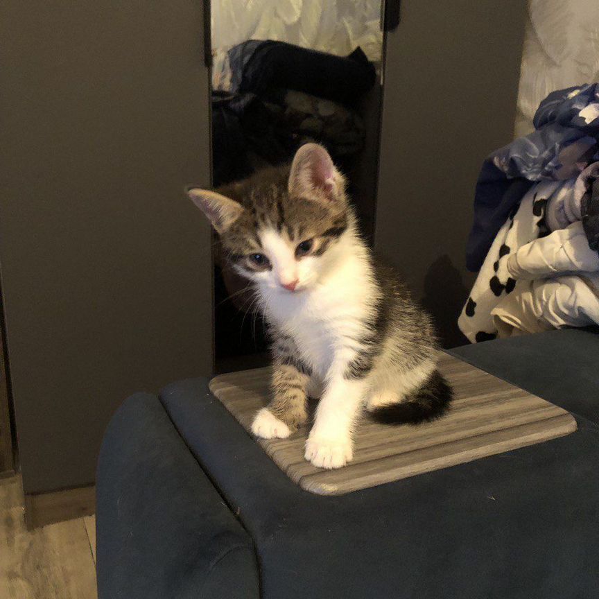 Котята в добрые руки мальчик 1 месяц