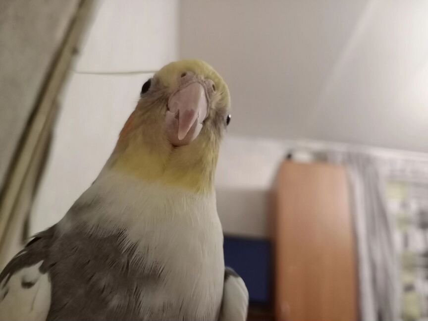 Попугай корелла с клеткой