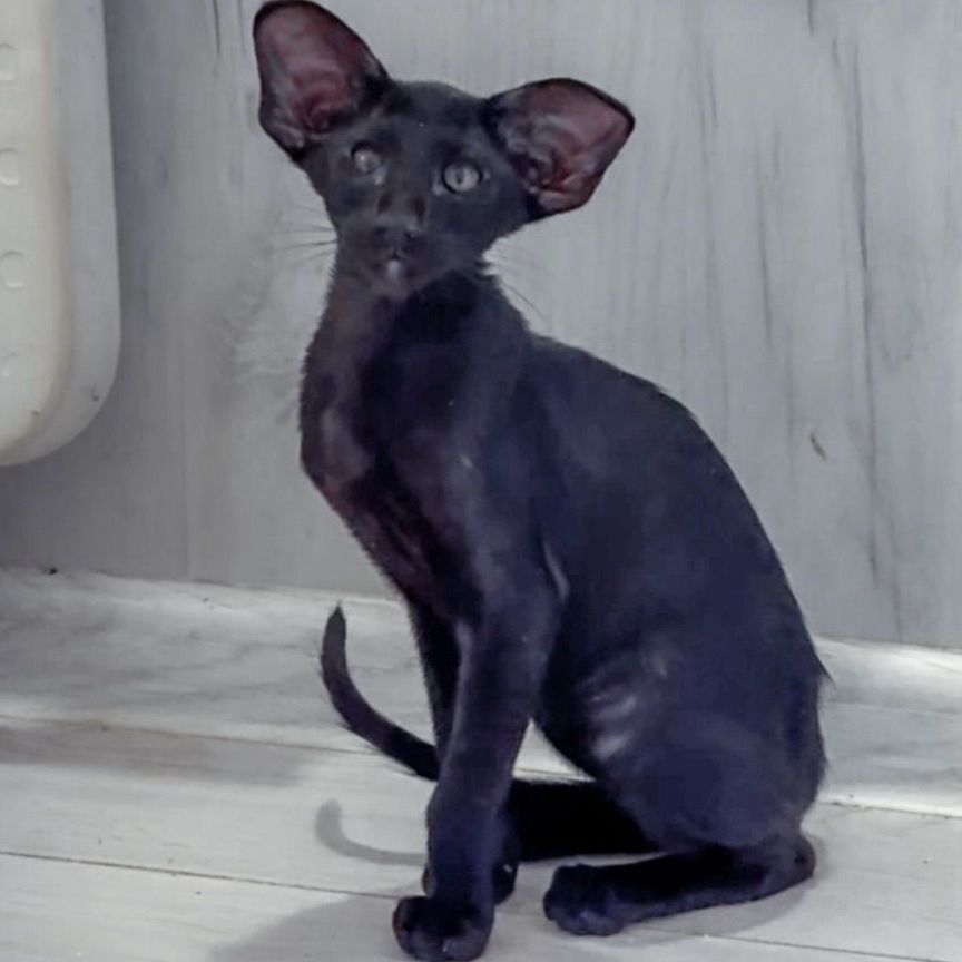 Ориентальный котёнок