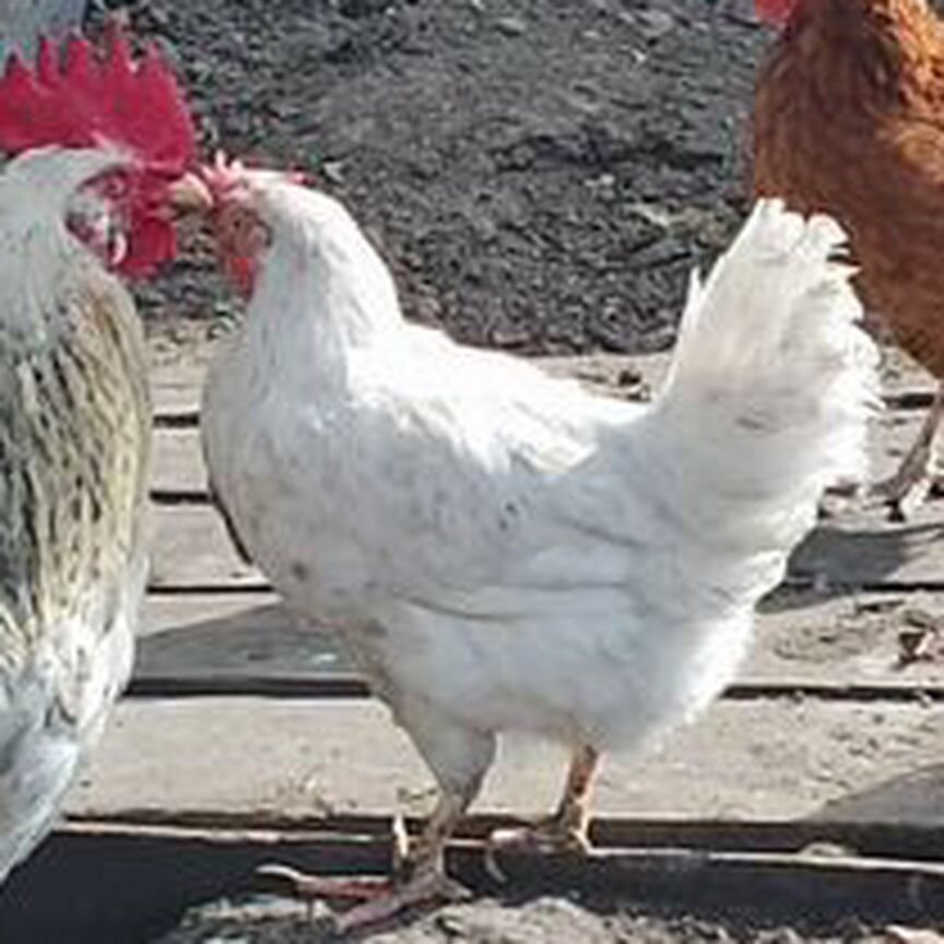 Куры несушки