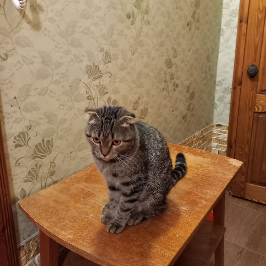 Отдам в добрые руки