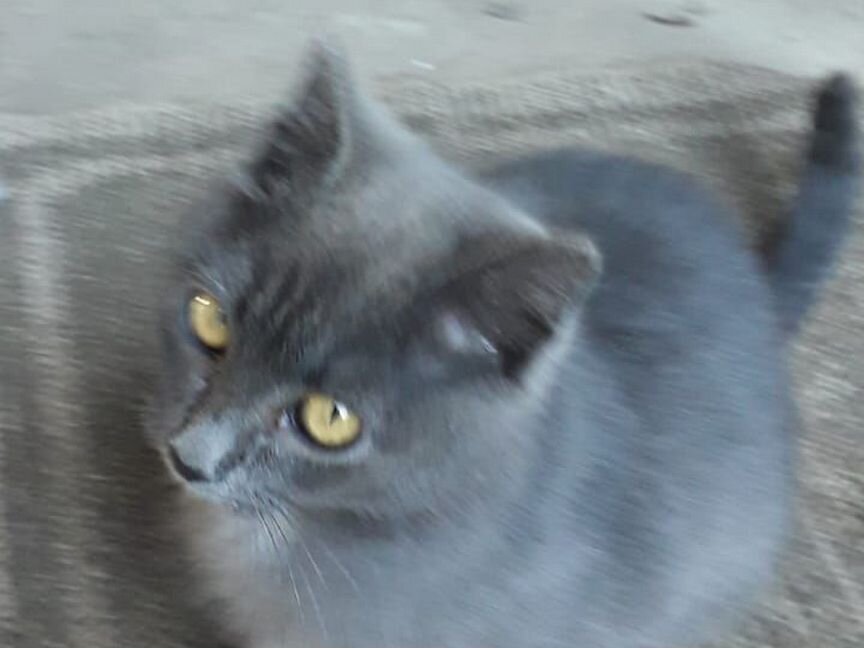 Котенок мальчик серый