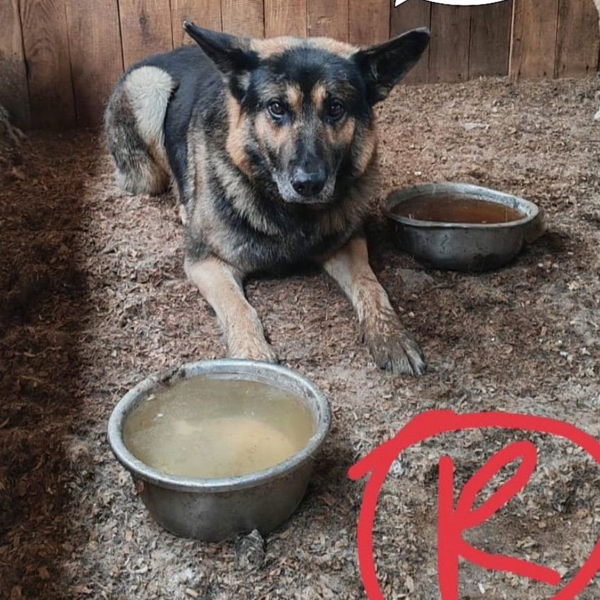 Взрослая собака в добрые руки