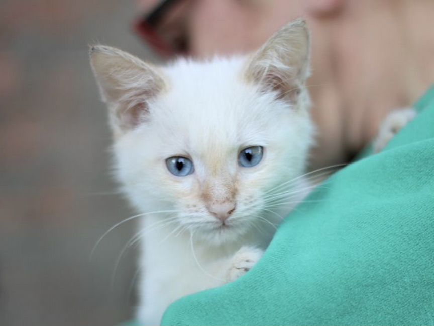 Котёнок мальчик в добрые руки