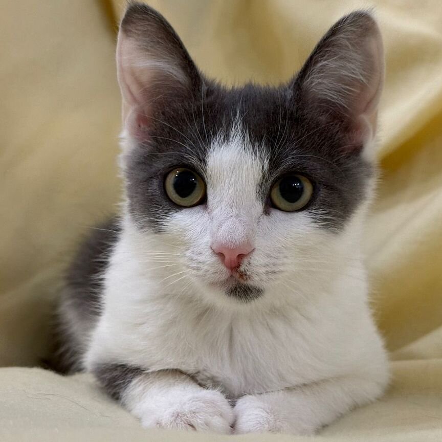 Котёнок в добрые руки