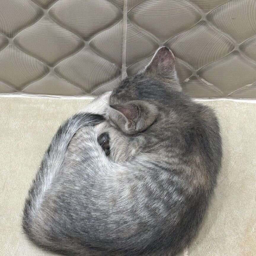Отдам бесплатно
