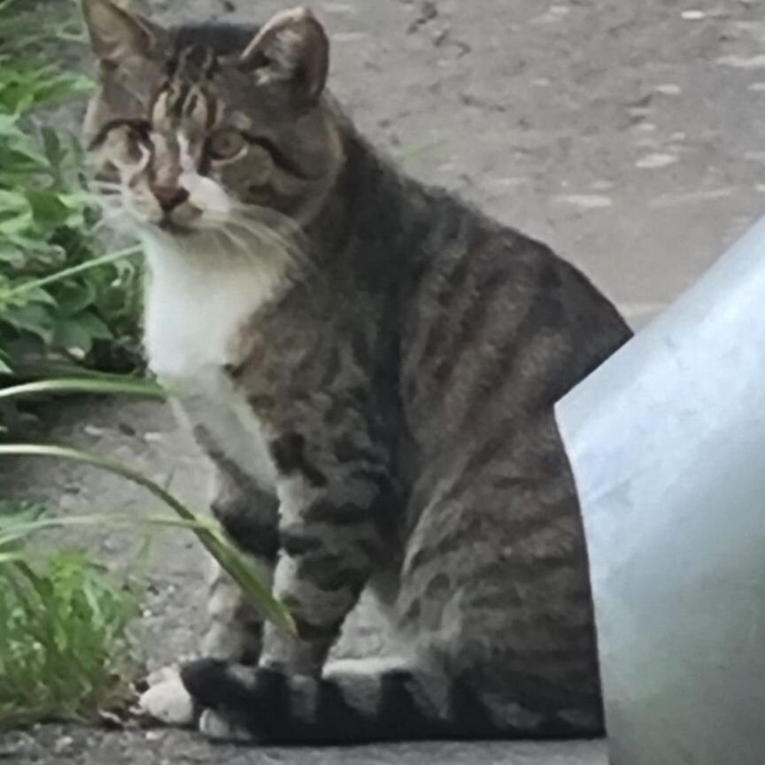 Котик без глазика ищет дом