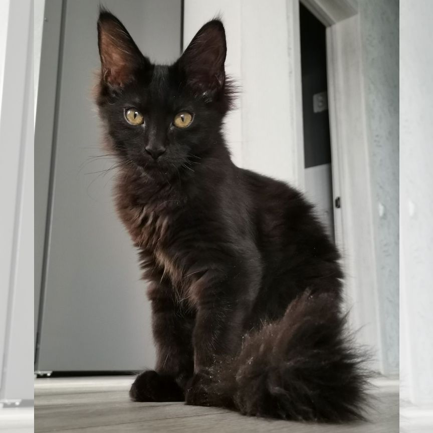 Мейн-кун котёнок