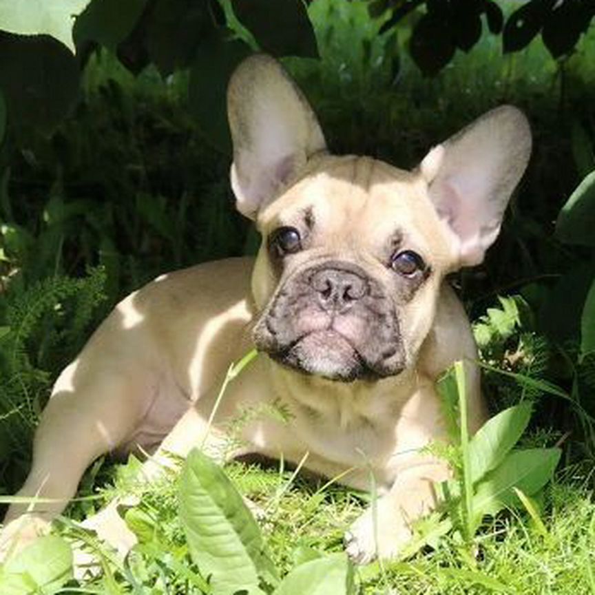 Французский бульдог, щенок