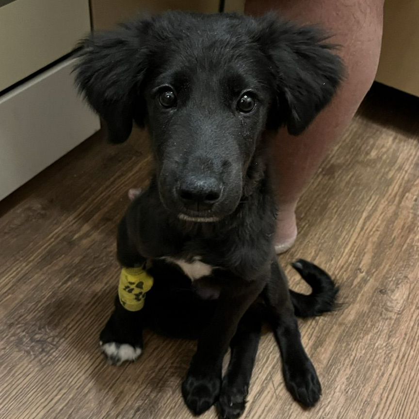 Щенок в добрые руки