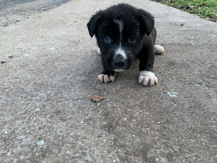 Щенята хаски помесь