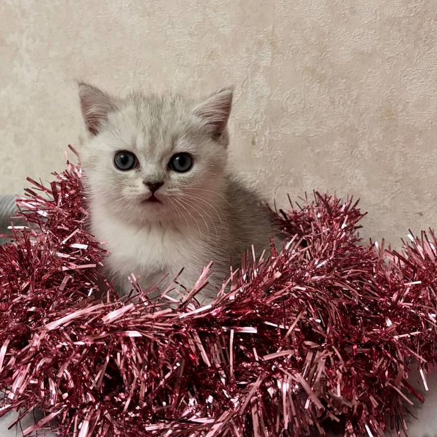 Британский короткошёрстный котёнок