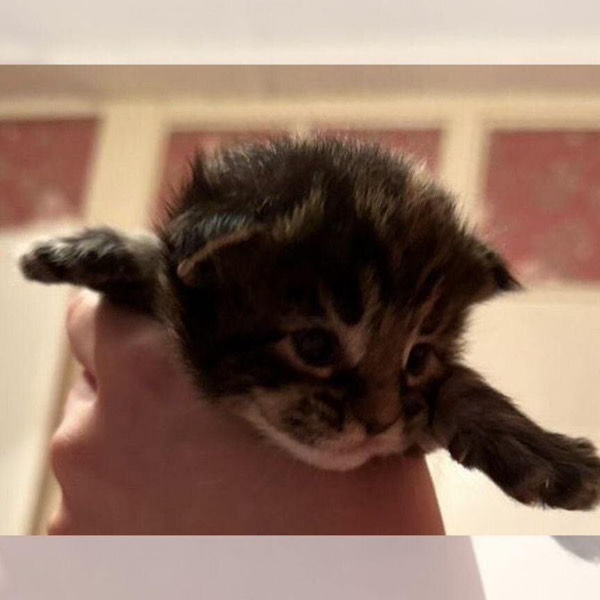 Мейн-кун котёнок