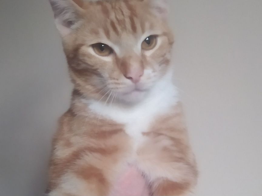 Кошка в дар бесплатно