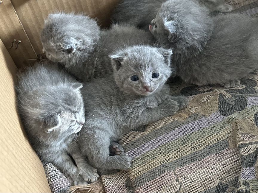 Продам котенка