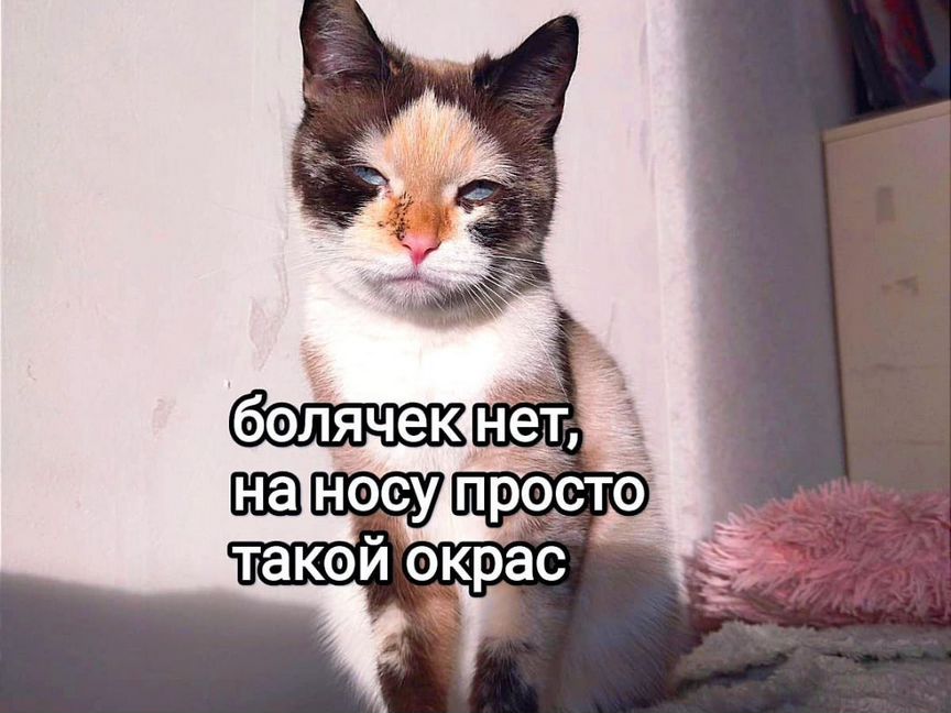 Кошечки в добрые руки