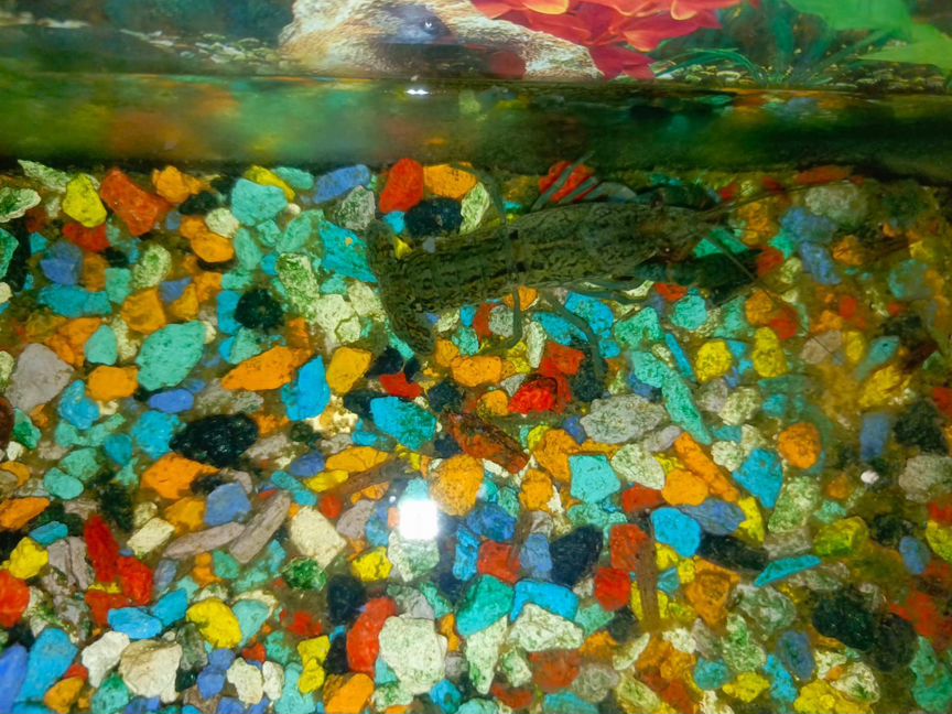 Аквариумные раки