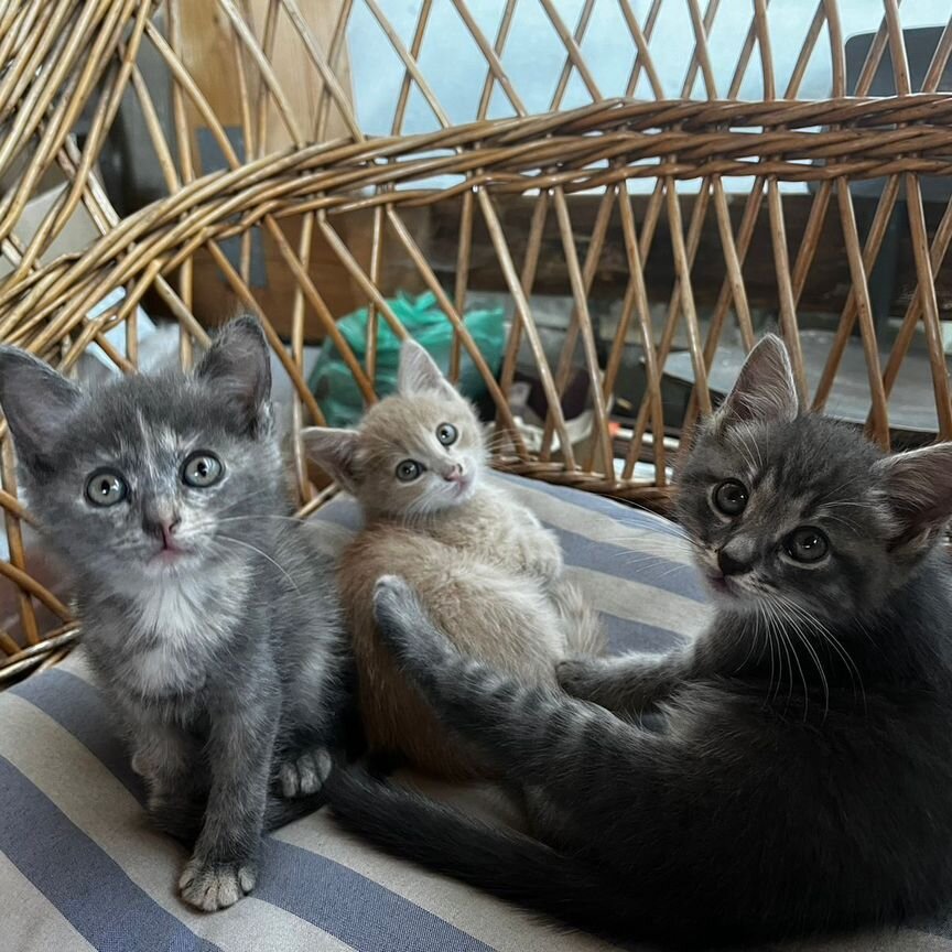 Котята ищут дом, 1,5 месяца