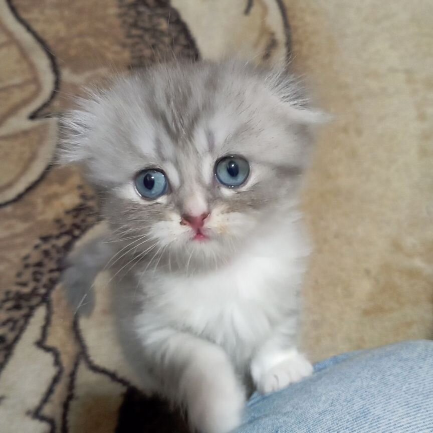 Шотландский вислоухий короткошёрстный котёнок