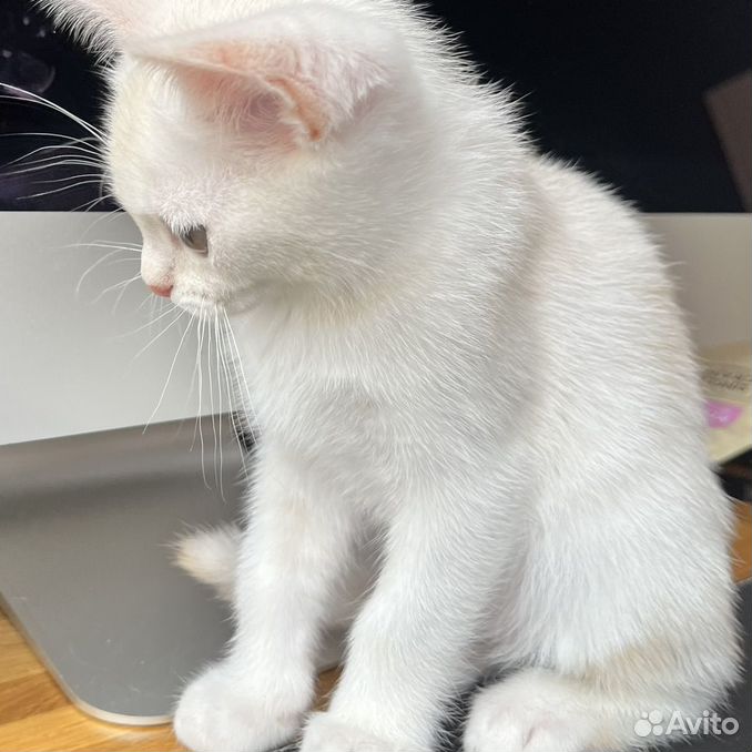 Кошка Бурмилла