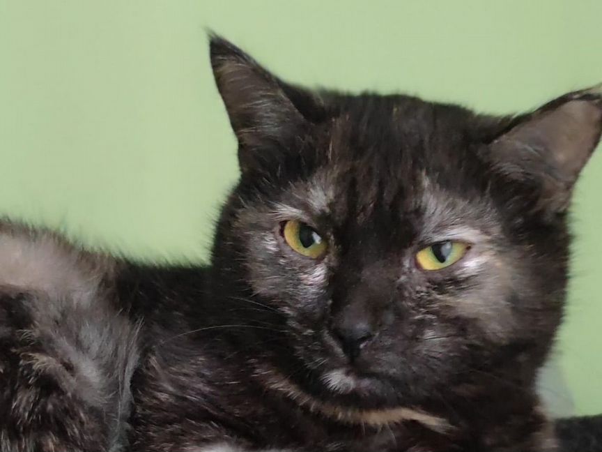 Молодая кошечка с необычным окрасом ищет дом