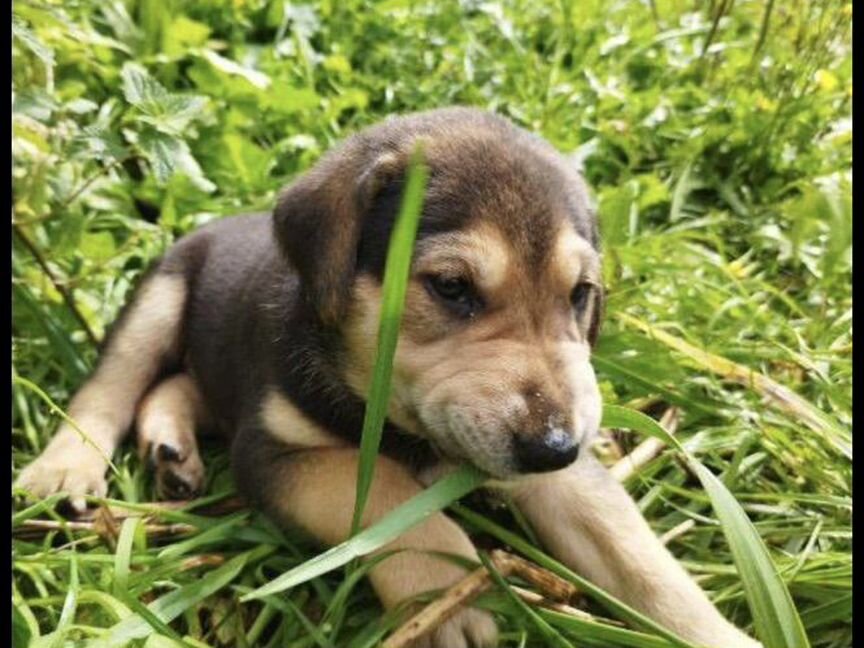 Продажа собак щенков