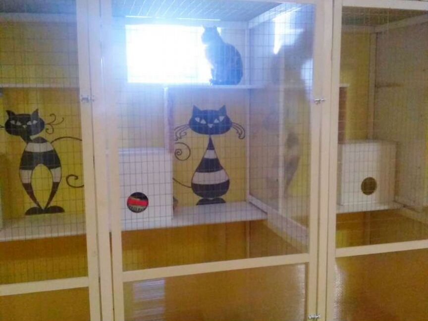 Вольеры для кошек