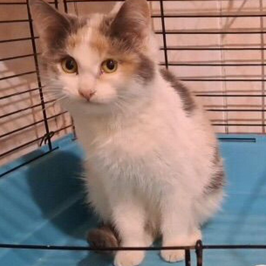 Алиса ищет дом