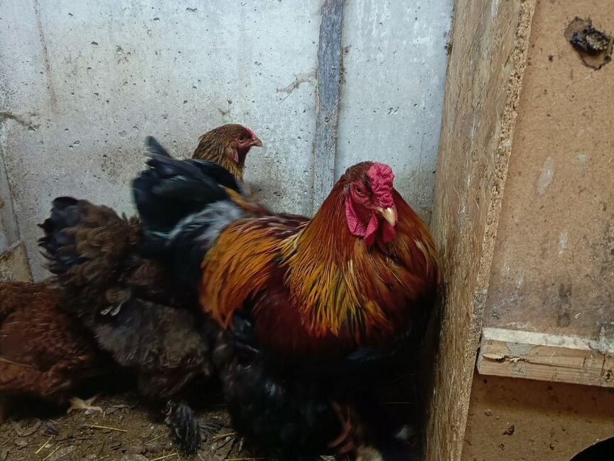 Куры и петухи брама