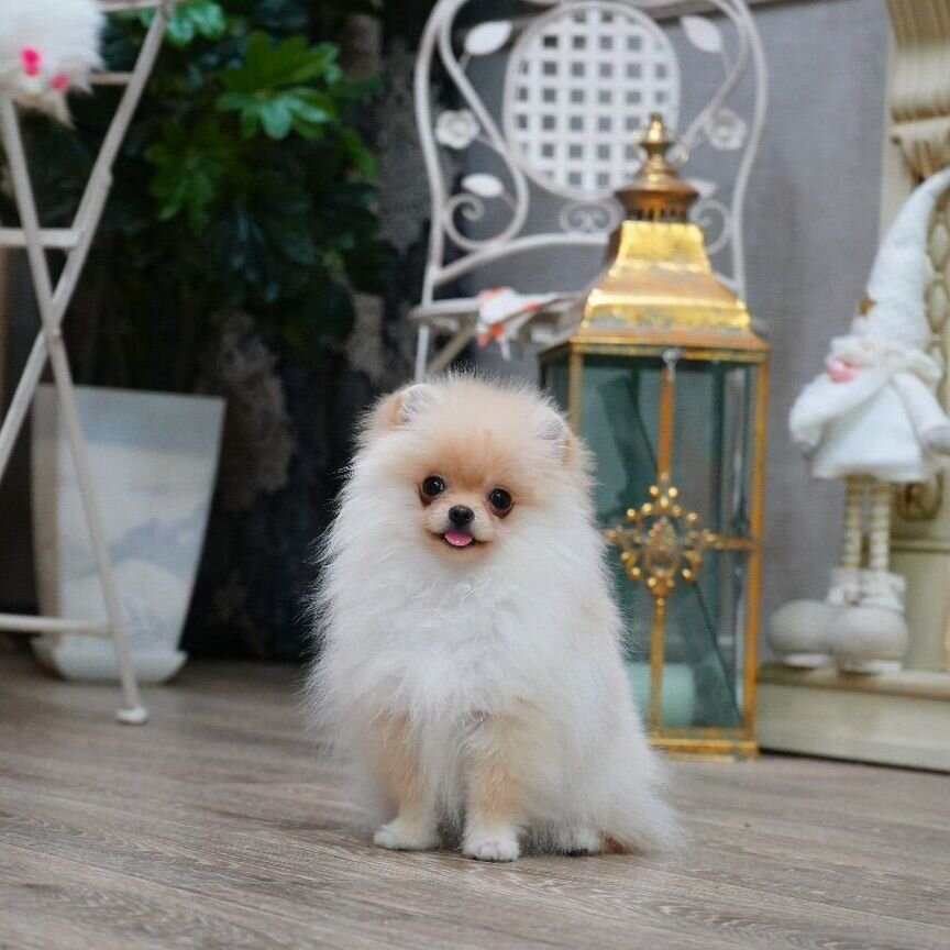 Померанское счастье