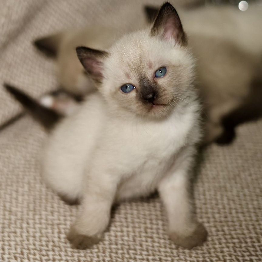 Тайский котёнок