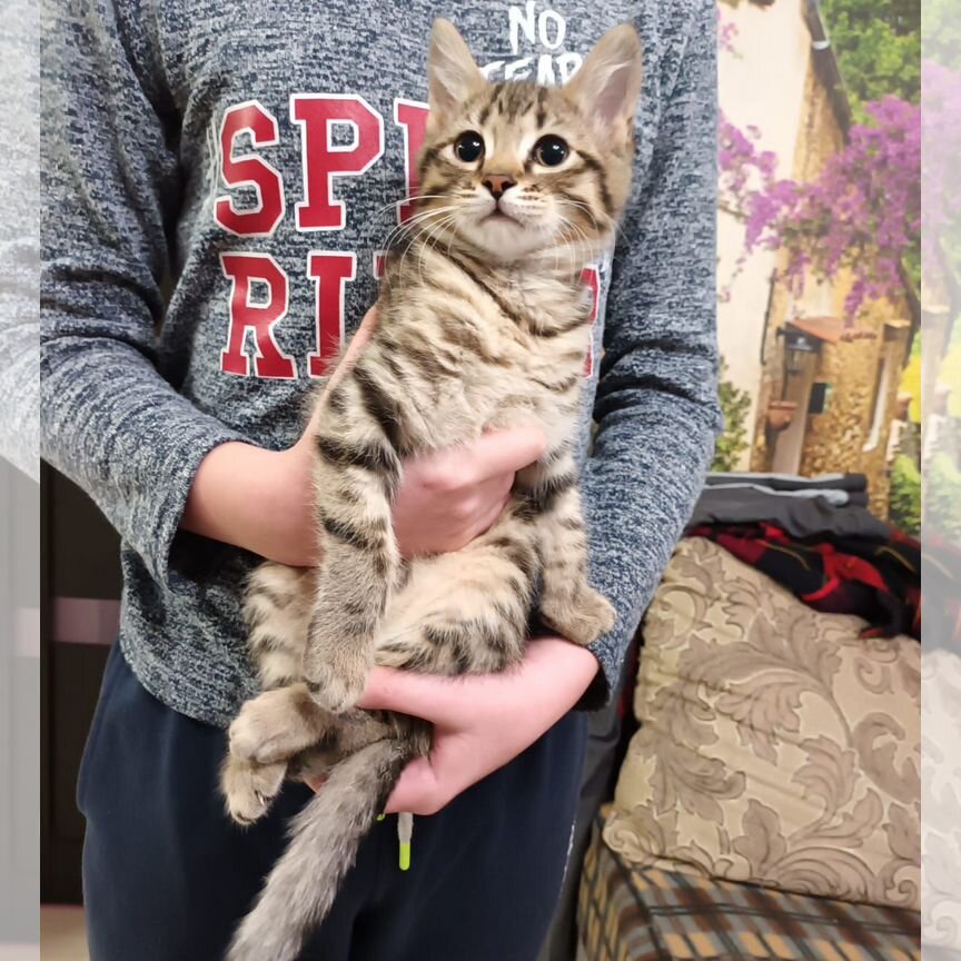 Бенгальские котята