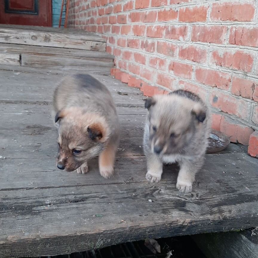 Отдам в добрые руки