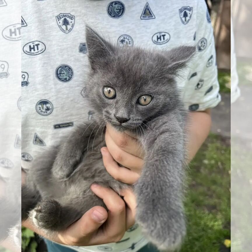 Котёнок в добрые руки
