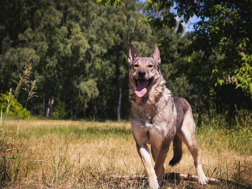 Собака в добрые руки отдам бесплатно