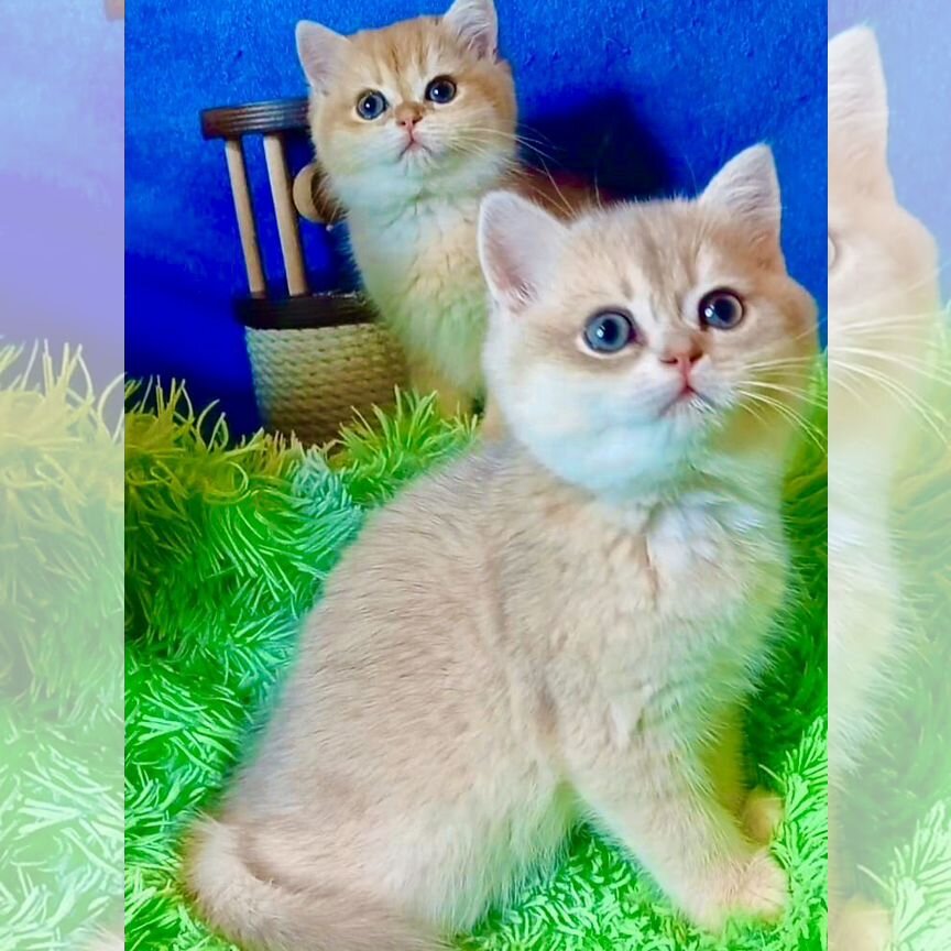 Девочки Ny12 Ay 12