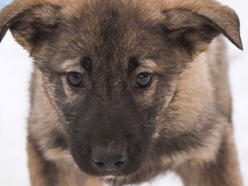 Щенок в добрые руки бесплатно