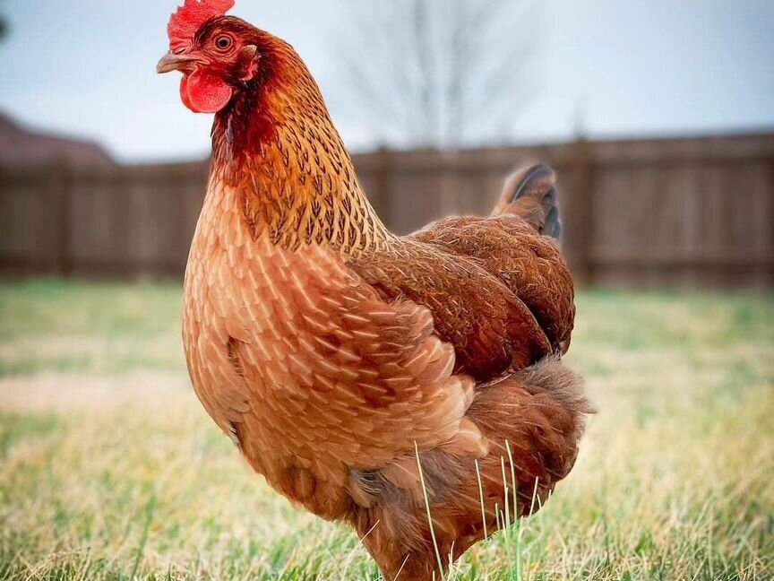 Услуга о покупке кур несушек отптом или без