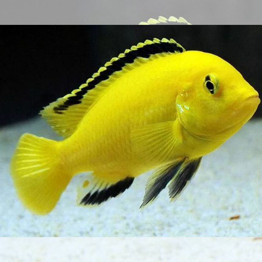 Аквариумные рыбки цихлиды