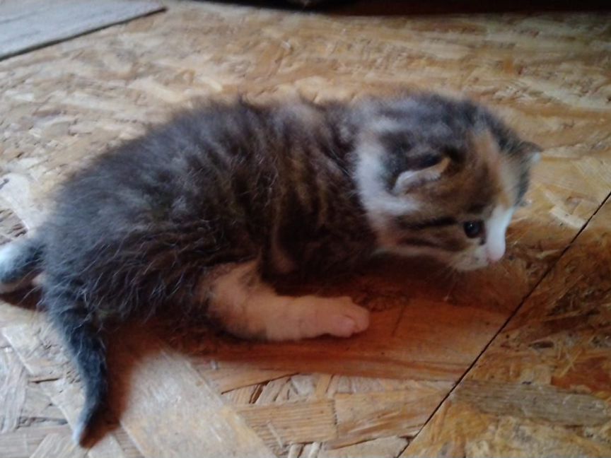 Котёнок в добрые руки