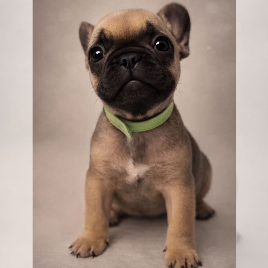 Французский бульдог, щенок