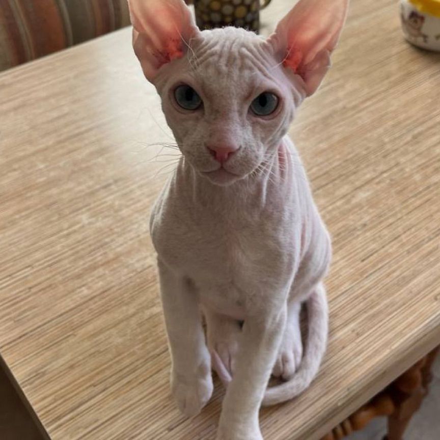 Сфинкс вязка